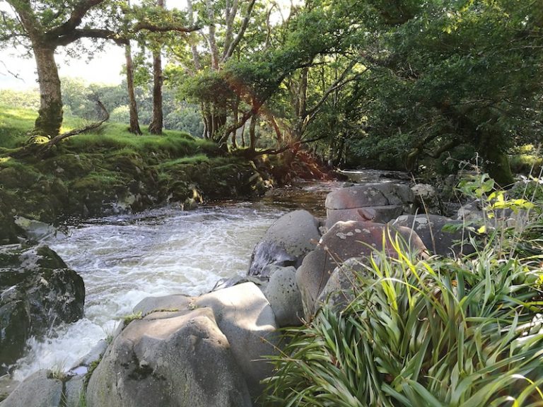 Camping in the Forest in Beddgelert, North Wales - The Travel Hack