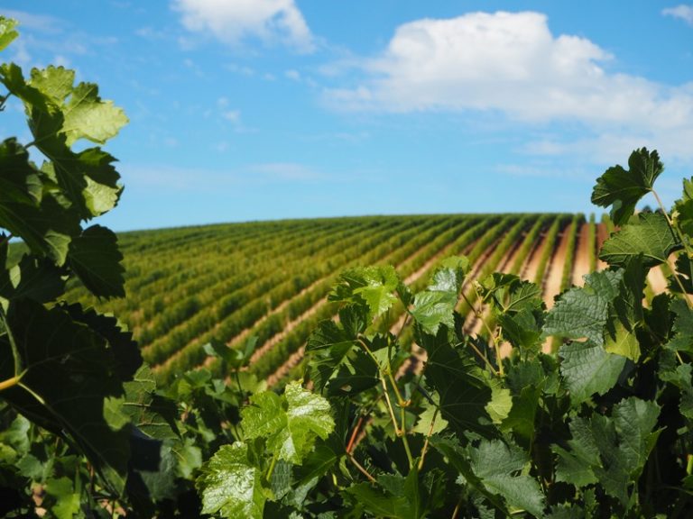 The Travel Hack's Weekend Guide to Timisoara, Romania