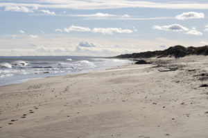 Seal spotting in Scotland at Newburgh Seal Beach, Aberdeenshire