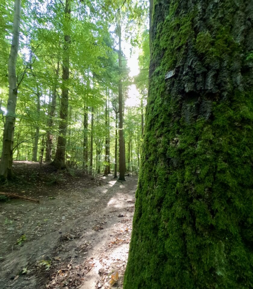Plas Power and Nant Mill Woods and Bersham Waterfall, Wrexham