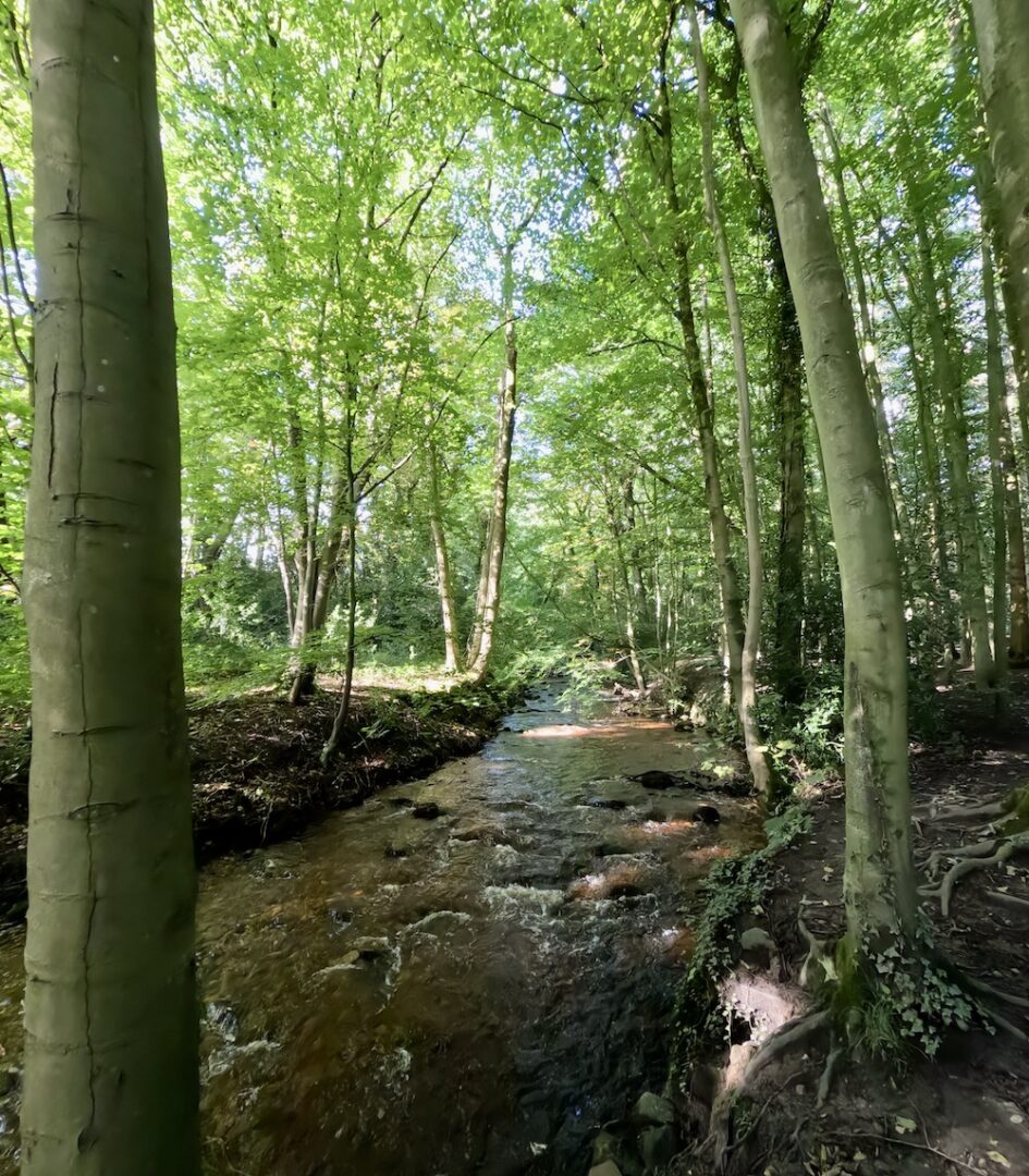 Plas Power and Nant Mill Woods and Bersham Waterfall, Wrexham