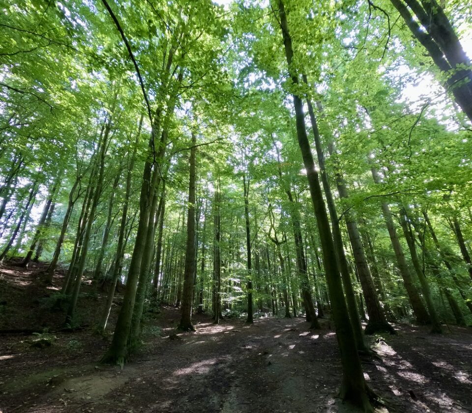 Plas Power and Nant Mill Woods and Bersham Waterfall, Wrexham